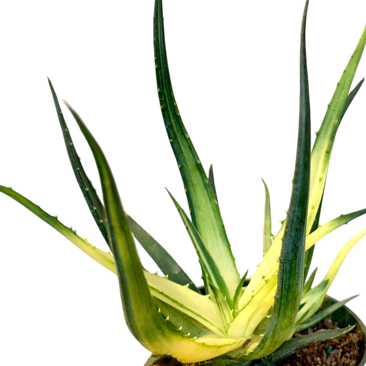 Products – Planted.