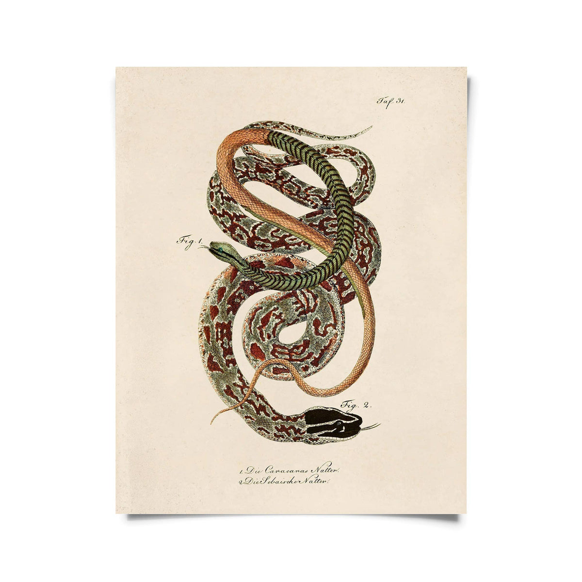 Print: Vintage French Snake Zoology – Planted.