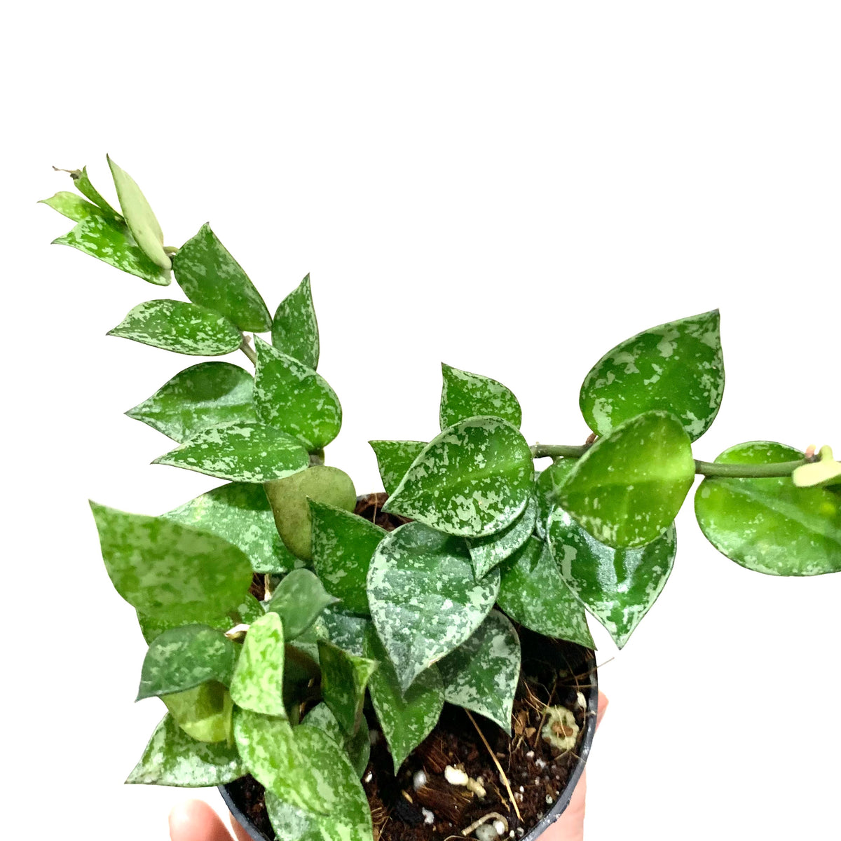 Hoya krohniana ‘Silver Splash’ (Pet Friendly) – Planted.
